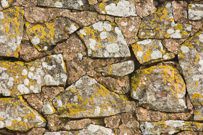 Lichen Covered Stone Wall : Balmullo, Fife, Scotland
