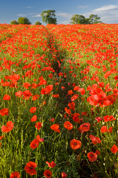 Poppy Field Tracks : Kilconquhar, Fife, Scotland