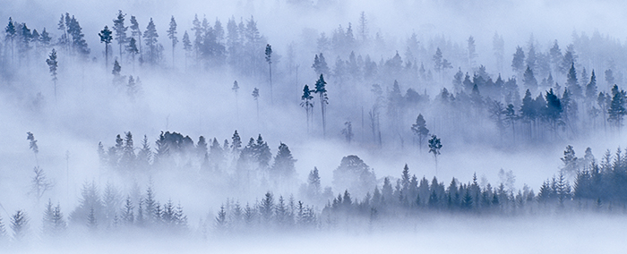 Phantom Forest | Glen Affric, Highland | Graham Chalmers Landscape ...